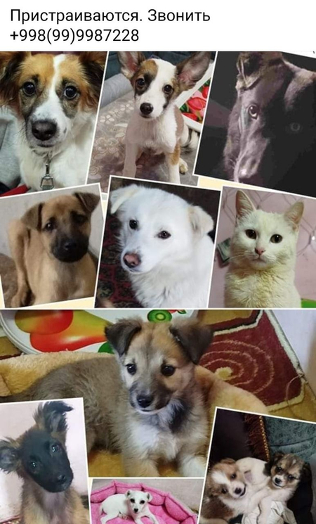Бесплатно. Котята Щенки Подростки