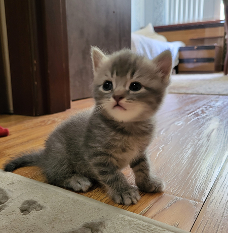 Котята скотиш страйт и фолд
