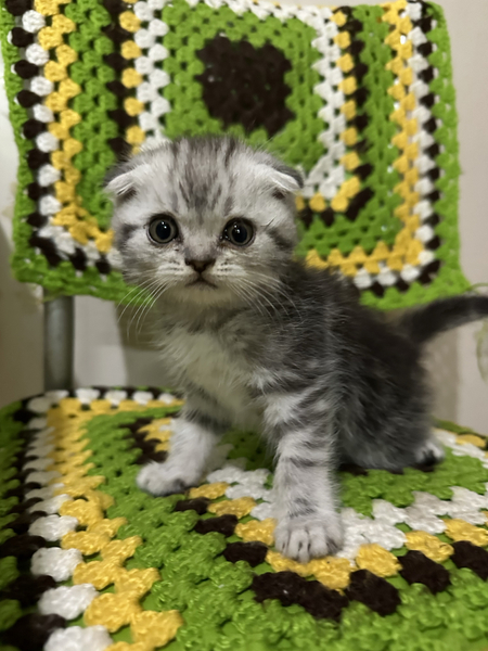 Вислоухие котята