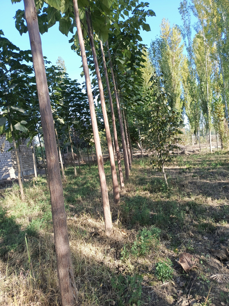 Павлониялар бор Бука