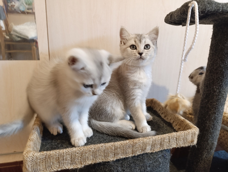 Скоттиш Страйт (серебристая шиншилла)
