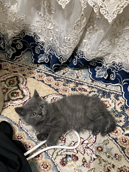 Британский котёнок