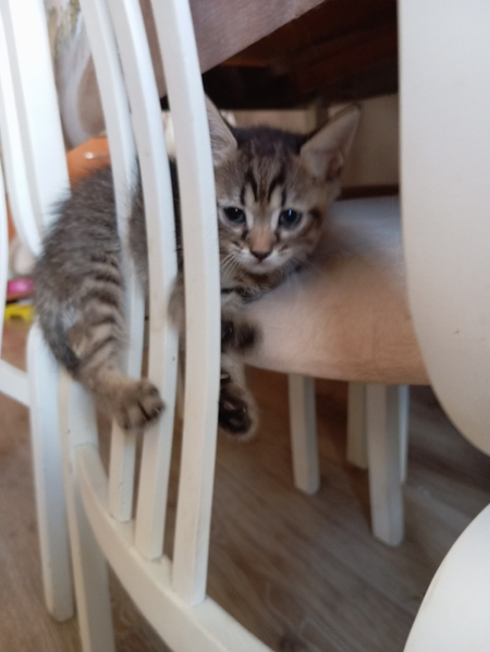 Отдам породистых котят