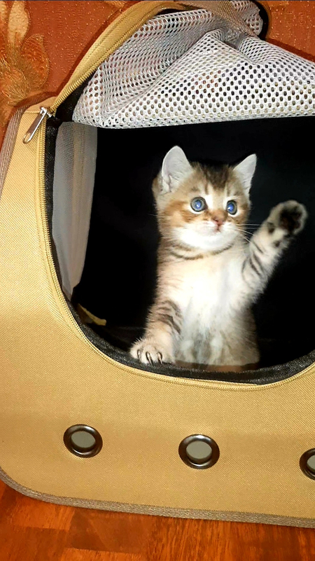 Котёнок не дорого скоттиш фолд в хорошие руки
