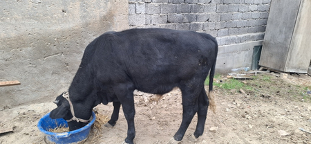 Buqa boqma sotiladi