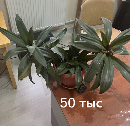 Продам цветы из офиса