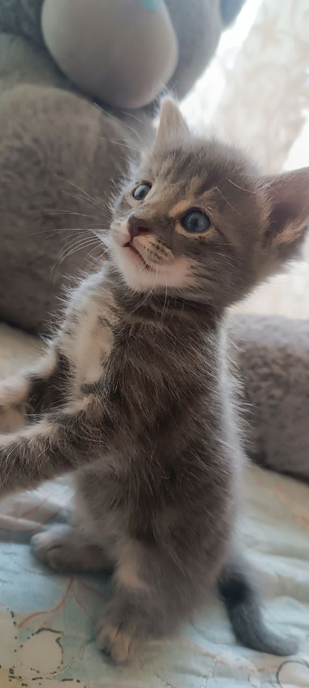 Котёнок ищет свой дом