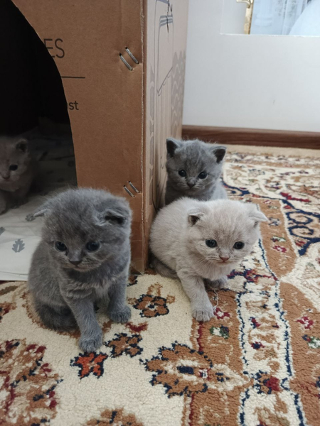Вязка скотиш фолд опытный