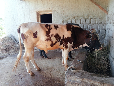 Букалар соглом пародали