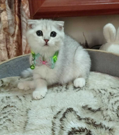 Продаетя котенок серебристая шиншилла.Девочка.