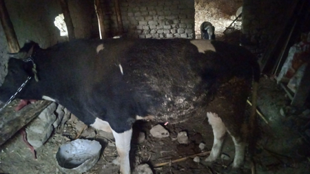 Zottor qoramol sotiladi