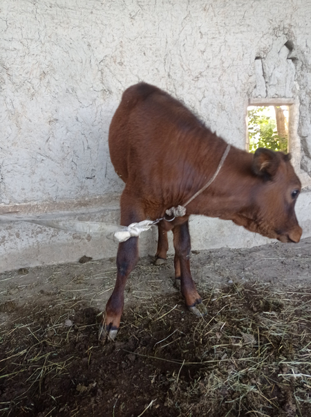 Toʻrtinchi qorin bolasi urgʻochi 7-8 ltr suti bor