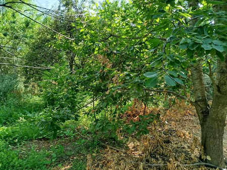 Srochno Dacha sotiladi!!