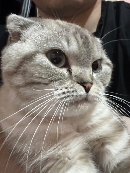 SCOTTISH FOLD mushugi sotiladi