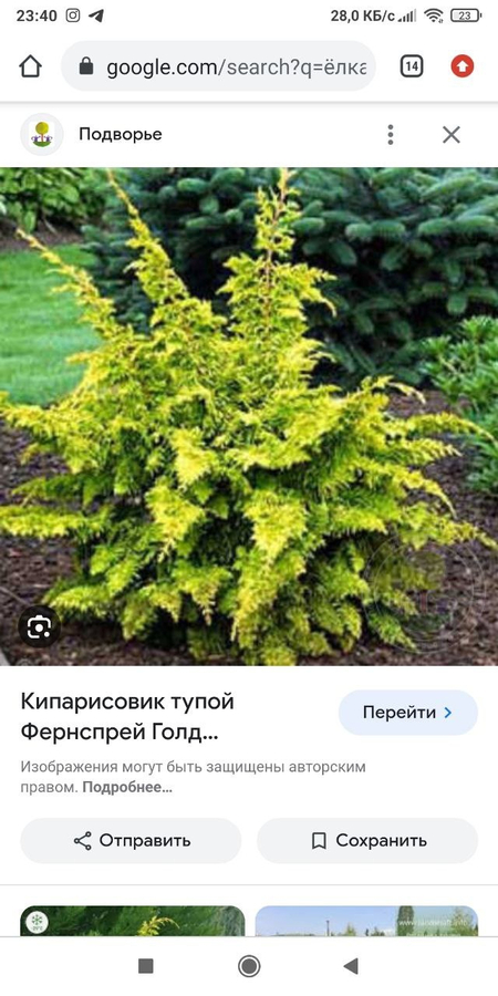 Продажа растений цена от 80 000