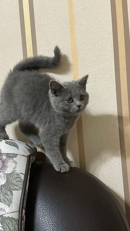Британский скотиш страйт