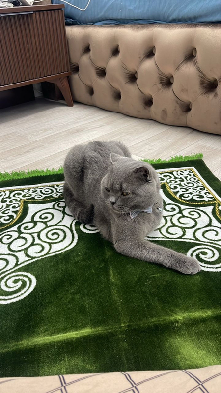 Срочно кошка скотиш фолд