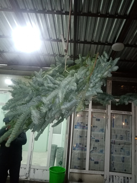 Нобелис арча оптом нархда сотилади