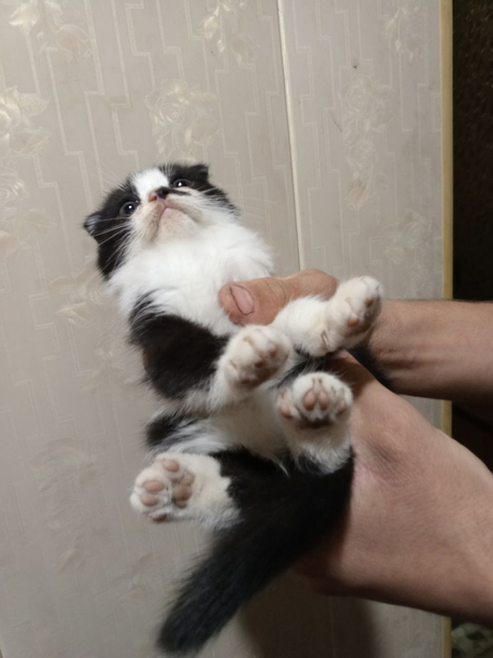 Koshka mushik pishak