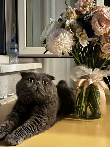 Кот на вязку ( не продаються)