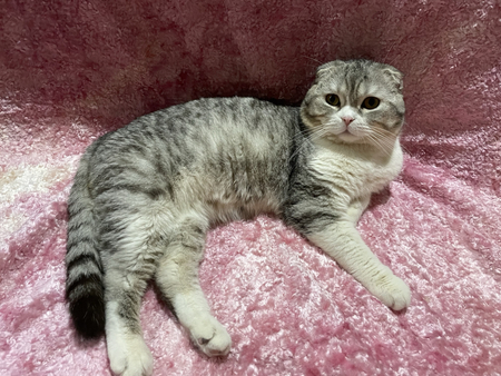 Продаю кота скотиш фолд