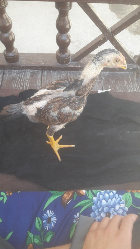Kulangi dakang jujalar sotiladi