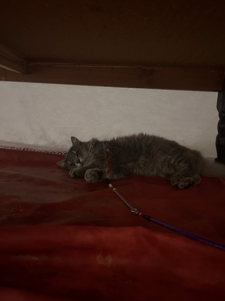 Сибирский кот