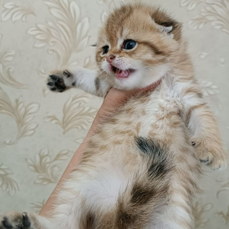 Шотландские котята