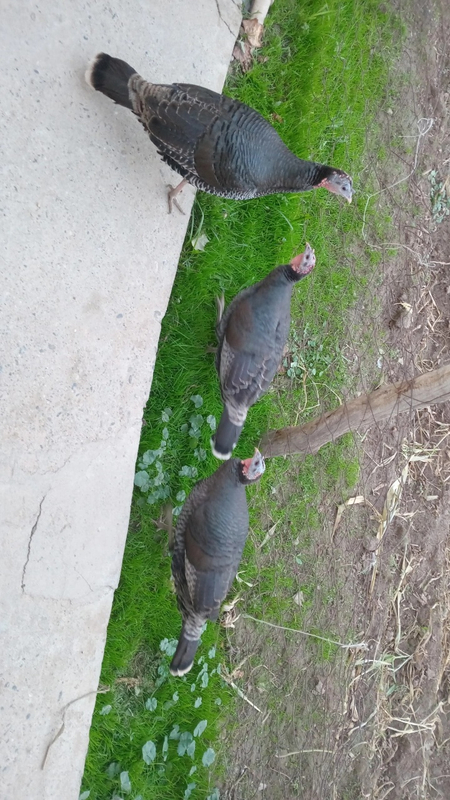 Kurka makyonlari