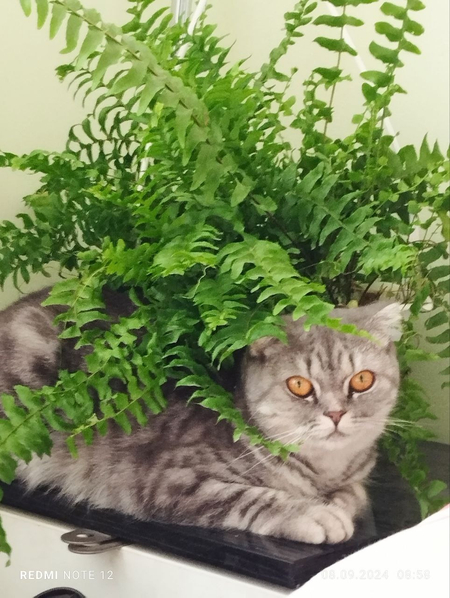 Кошка скоттиш фолд