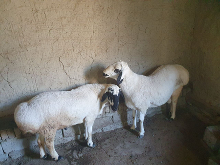 Qo’chqorla sotiladi