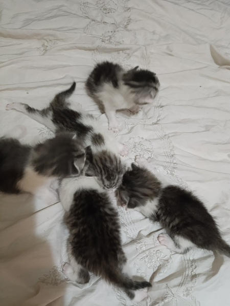 5 котят и Мама породы скотиш фолд