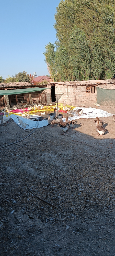 Oʻrdak gʻozlar va tuxumlari goʻshti sotiladi