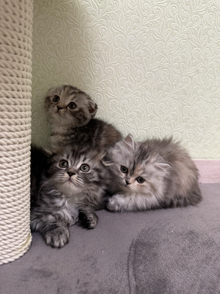 Продается котята скоттиш страйт скоттиш фолд