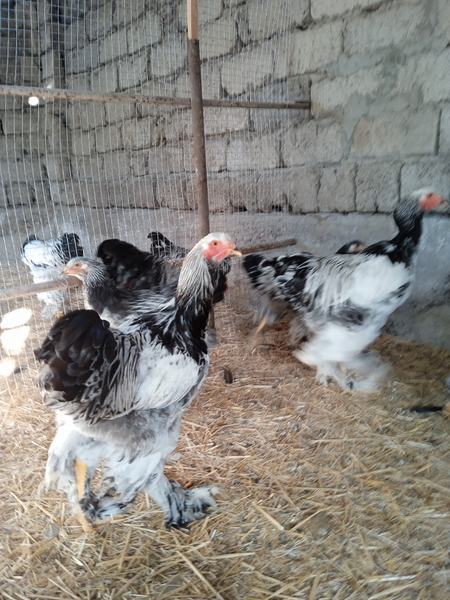 Zotdor Xo\\\'roz Tovuqlar arzon narxda