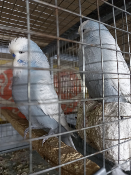 Андулка попугаи птицы