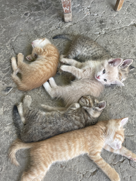 Домашние котята