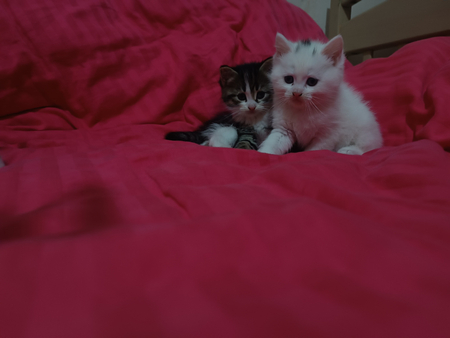 Продаются котята