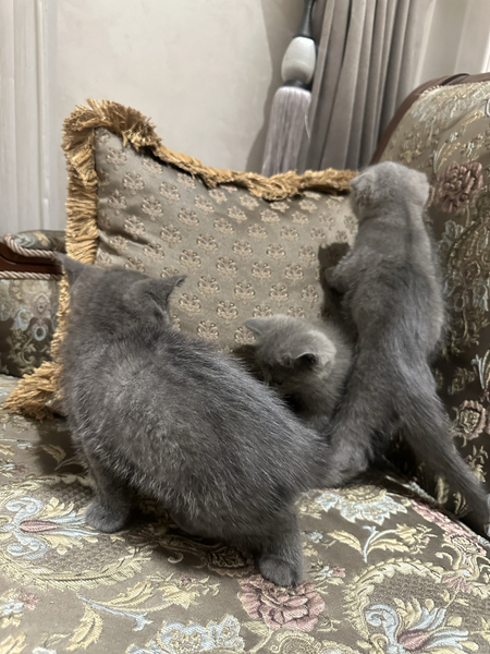 Продаются котята скотиш