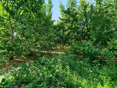 Dacha sotiladi srochno!