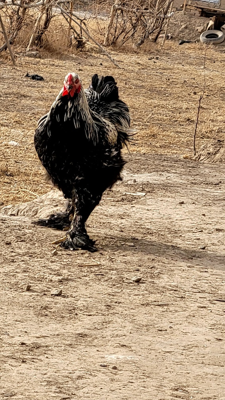 Brama xurozlari sotiladi