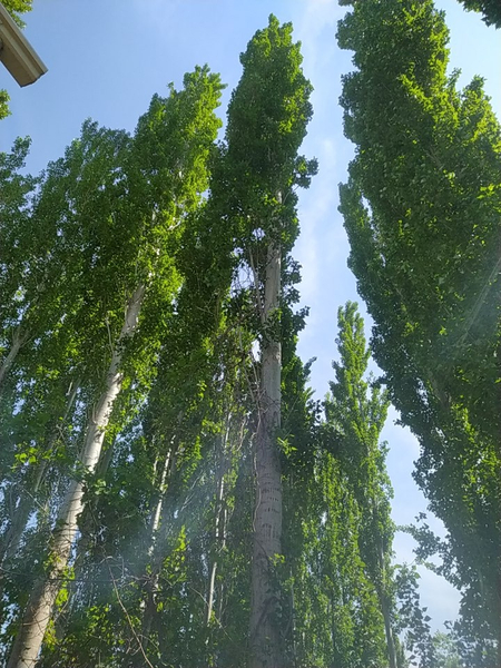 Teraklar sotiladi kotta terak