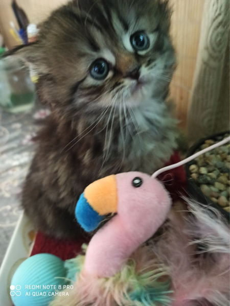Котята продаются скотиш. страйтики