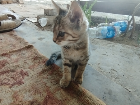 Sog'lom va aqlli Mushukchalar