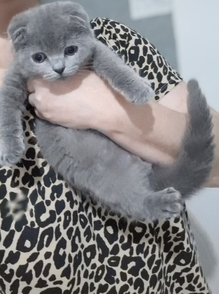 Мушук зотдор скоттиш-фолд угил
