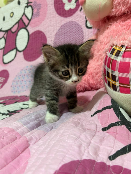 Продается котенок