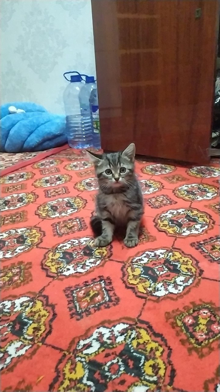 Прадаёться котята Мраморный Табби