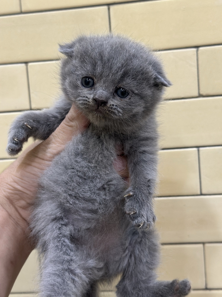 продойотся чистокровние фолды цена 150 $