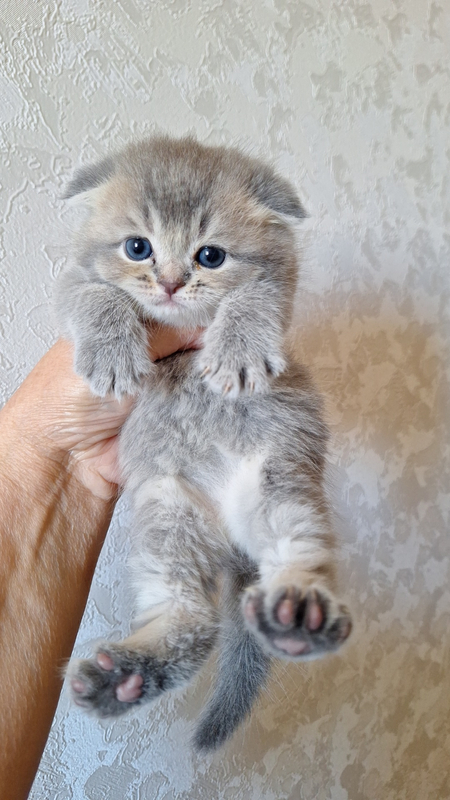 Шотландские золотая шиншилла
