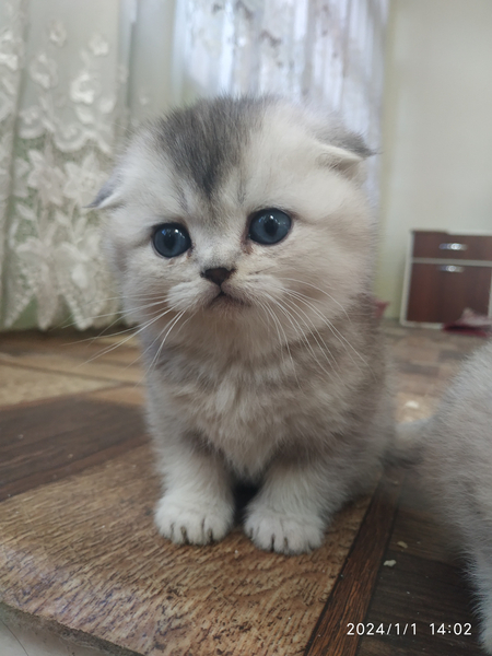 Скоттиш фолд (7 недель)